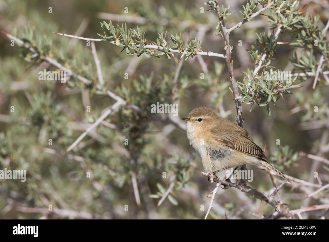 Spiny shrubs hi-res stock photography and images - Alamy
