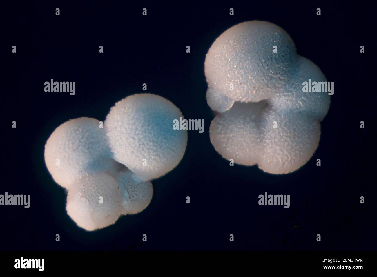 Planktonic foraminifera hi-res stock photography and images - Alamy