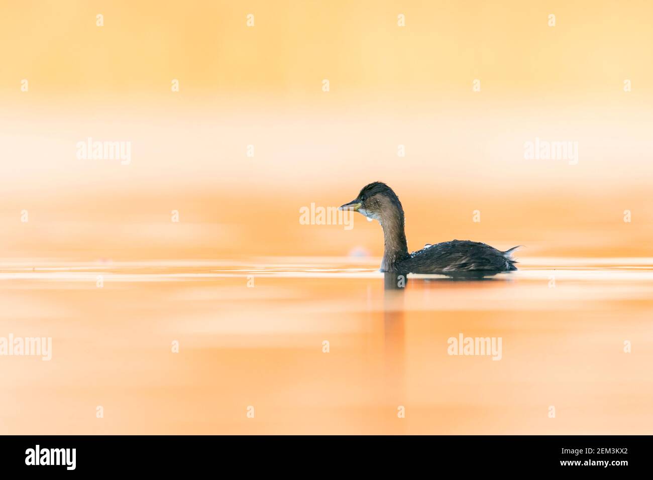 little grebe (Podiceps ruficollis, Tachybaptus ruficollis), on a orange ...
