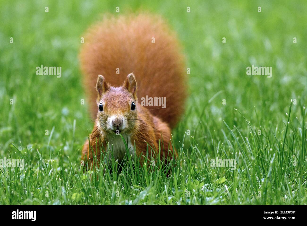European red squirrel, Eurasian red squirrel (Sciurus vulgaris), red ...