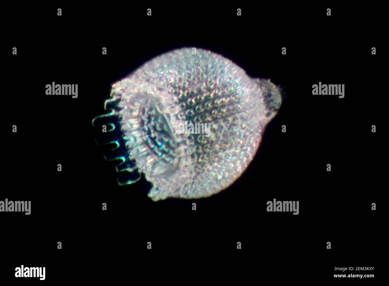 Radiolaria fossil hi-res stock photography and images - Alamy