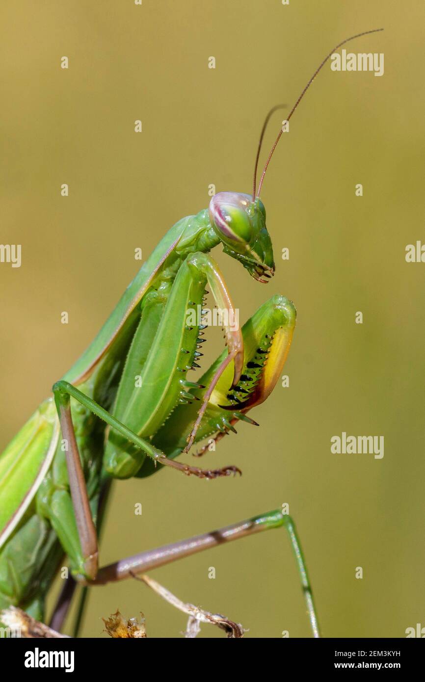European preying mantis (Mantis religiosa), half-length portrait, side ...