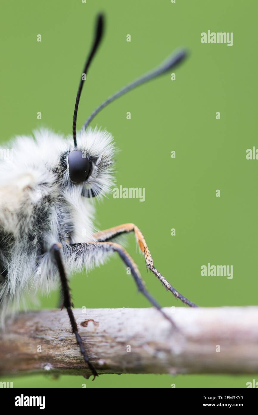 clouded apollo, black apollo (Parnassius mnemosyne), sits on a stem ...