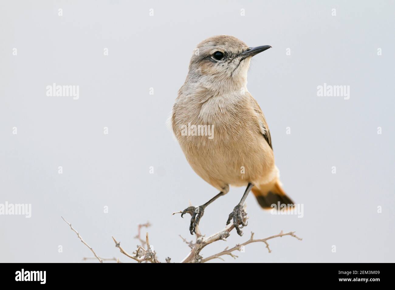 Afghan wheatear hi-res stock photography and images - Alamy