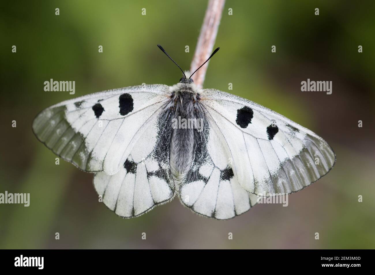 clouded apollo, black apollo (Parnassius mnemosyne), sits on a stem ...