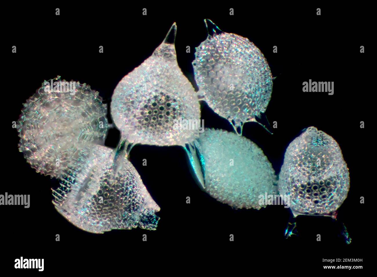 Radiolaria fossil hi-res stock photography and images - Alamy