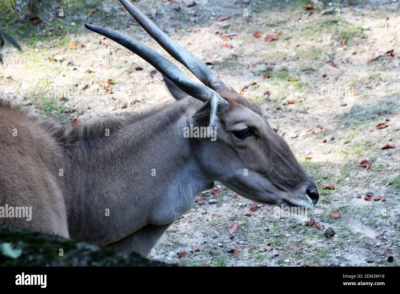 Elenantilope High Resolution Stock Photography and Images - Alamy
