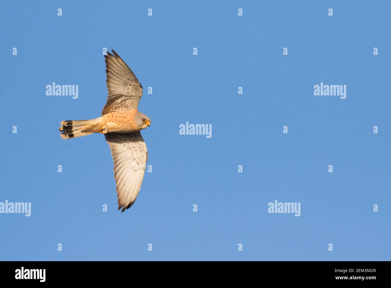 Male kestrel in flight hi-res stock photography and images - Alamy