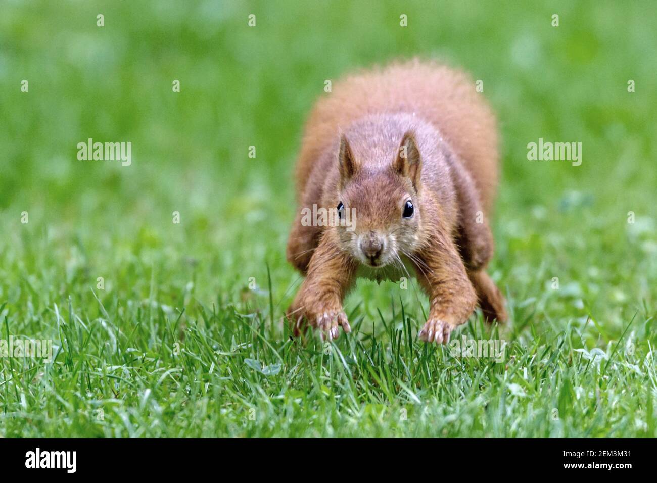 European red squirrel, Eurasian red squirrel (Sciurus vulgaris), red ...