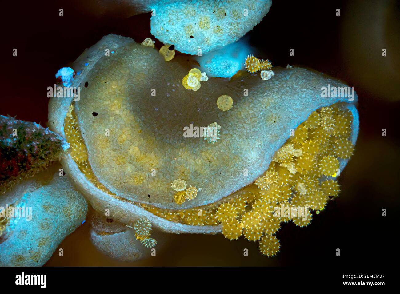 Fluorescence microscopy hi-res stock photography and images - Alamy