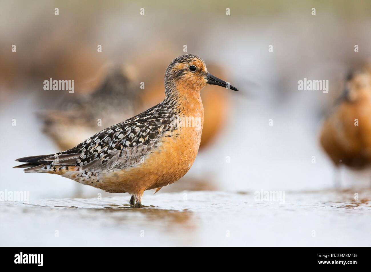 red knot (Calidris canutus), Adult in shallow water, Germany Stock ...