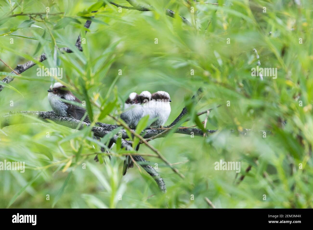 long-tailed tit (Aegithalos caudatus), young birds perching together on ...