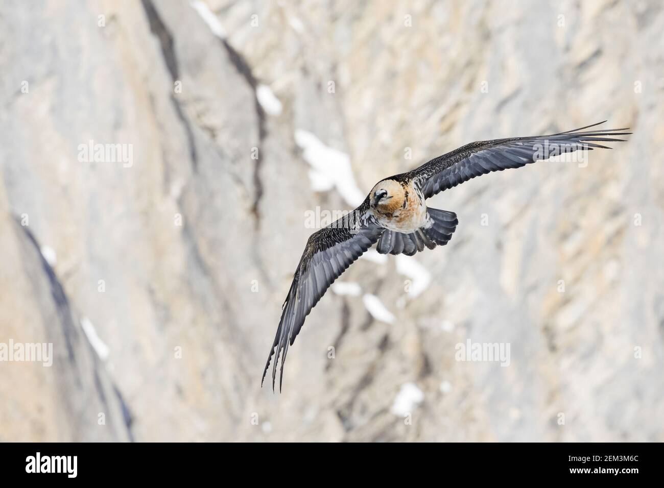 Lammergeier, Bearded Vulture (Gypaetus barbatus), adult in flight in ...