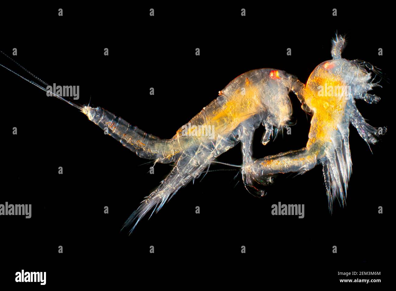copepods (Copepoda), dark-field microscope image, magnification: x12 ...