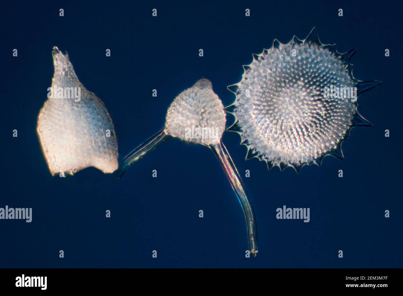 Radiolaria fossil hi-res stock photography and images - Alamy