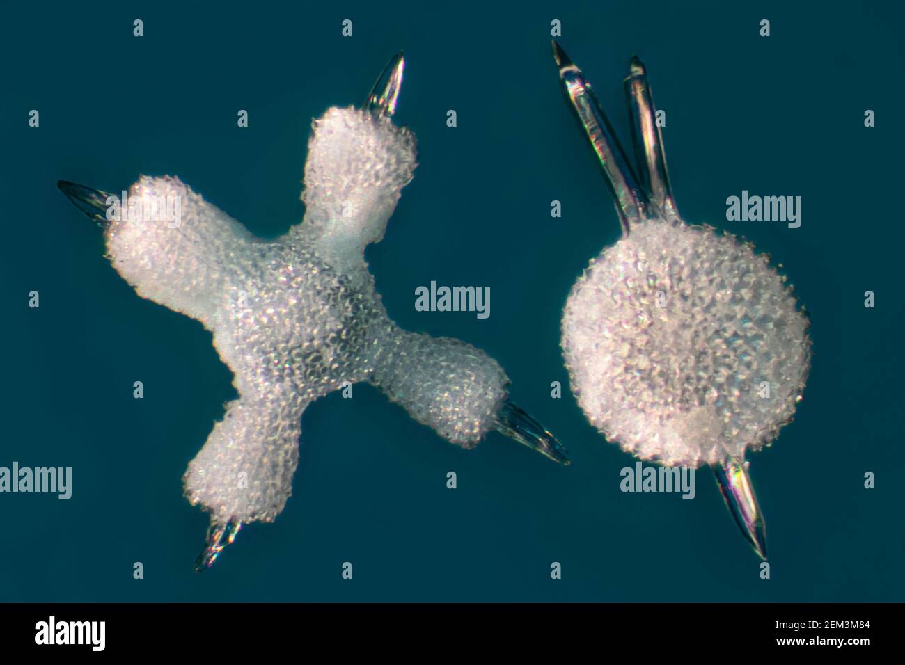 Radiolaria fossil hi-res stock photography and images - Alamy