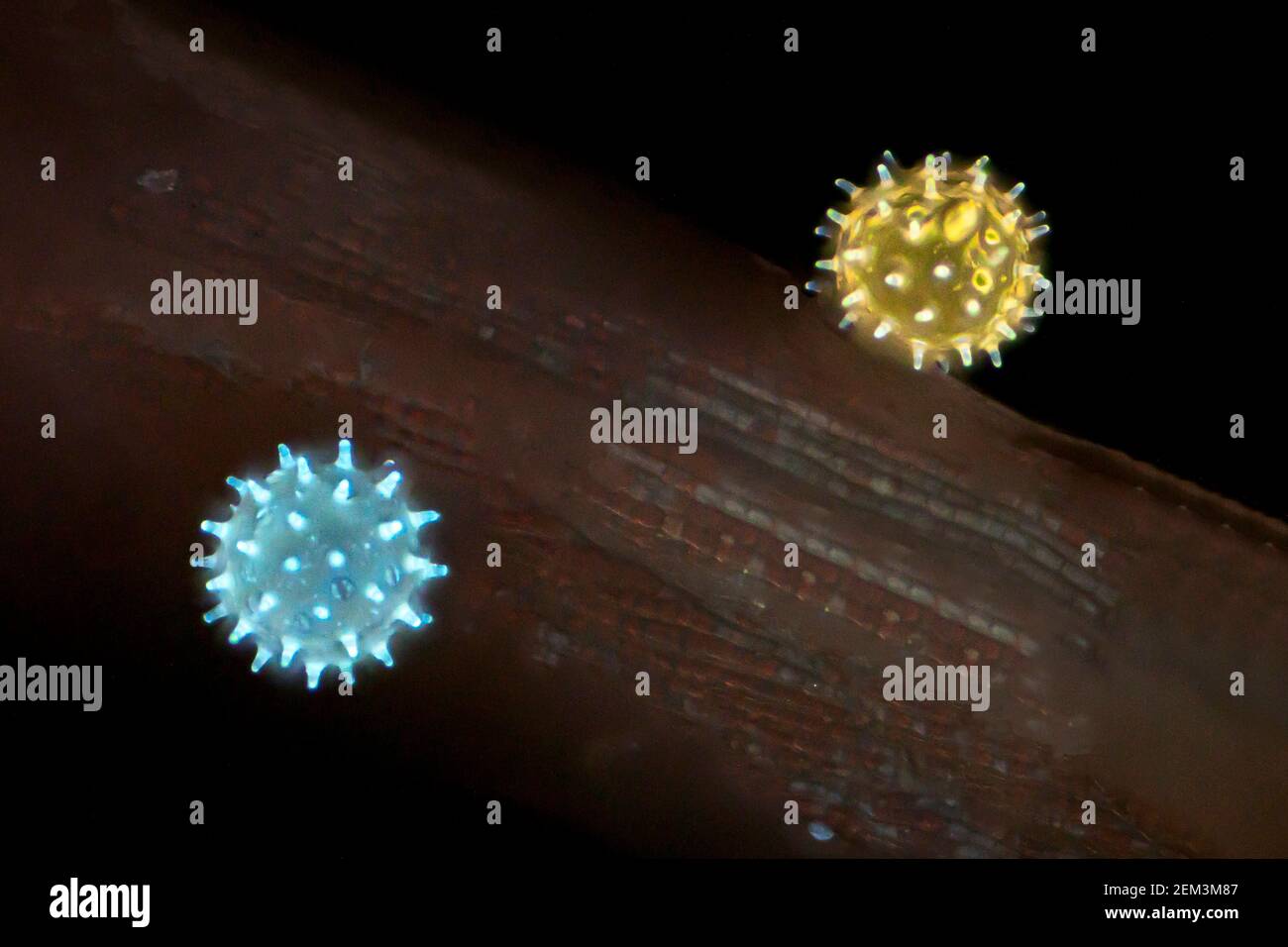Hibiscus Hibiscus Spec Pollen Grains Of Hibiscus Fluorescence Uv Light Irradiation Light