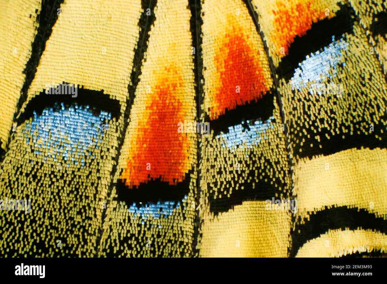 swallowtail (Papilio machaon), light microscope image of a wing ...