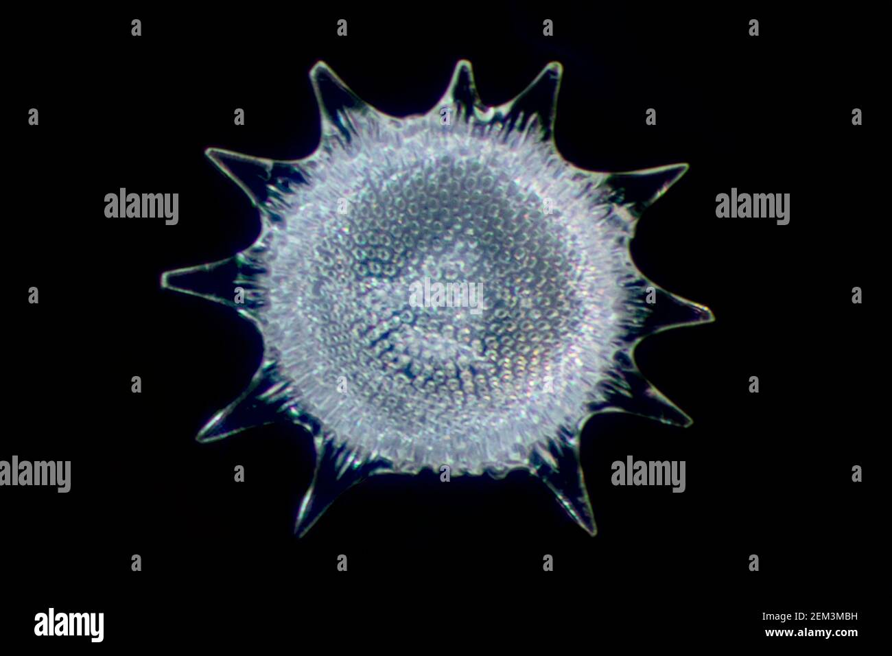 Radiolarians Under Microscope