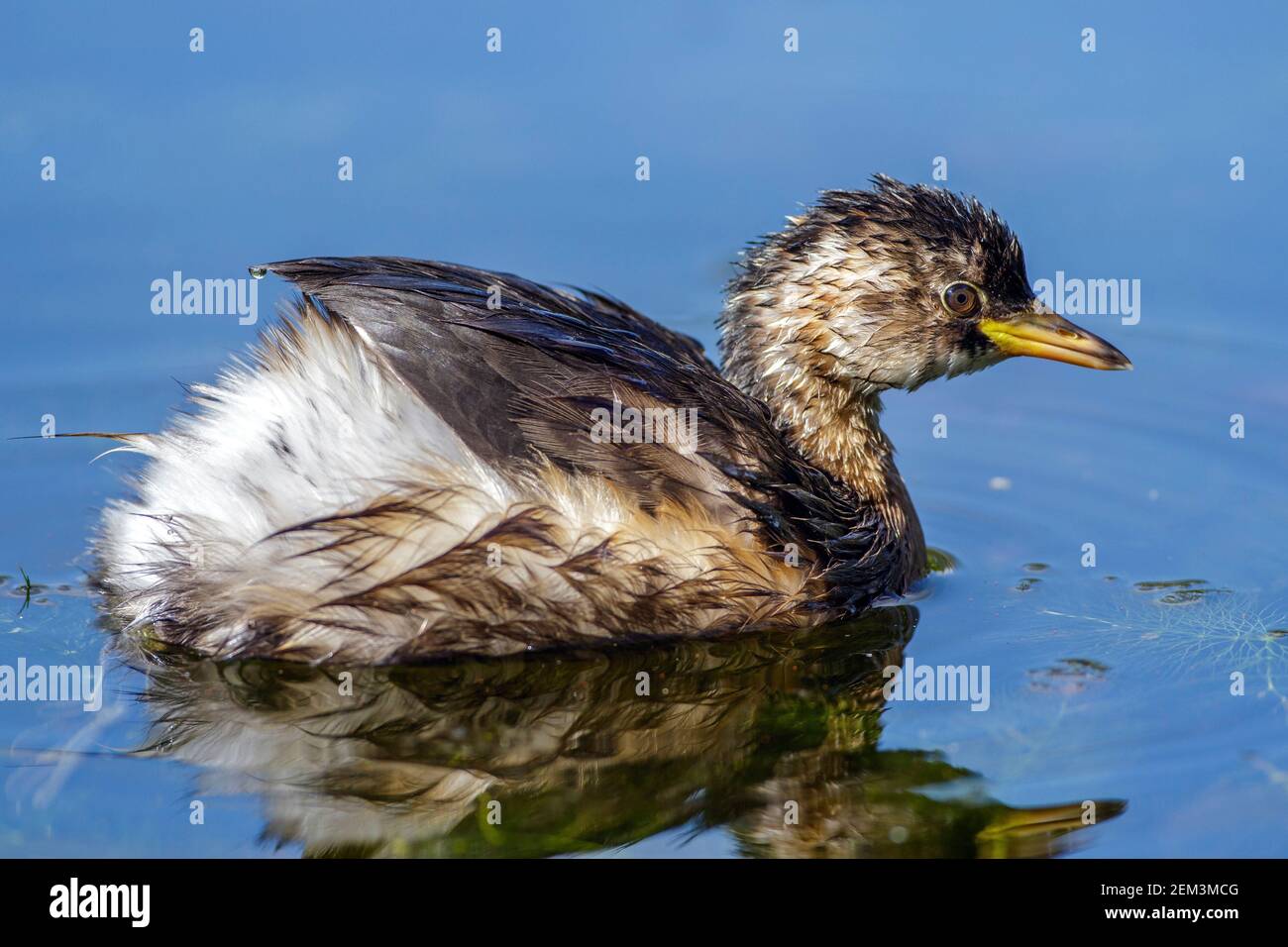 little grebe (Podiceps ruficollis, Tachybaptus ruficollis), swimming ...