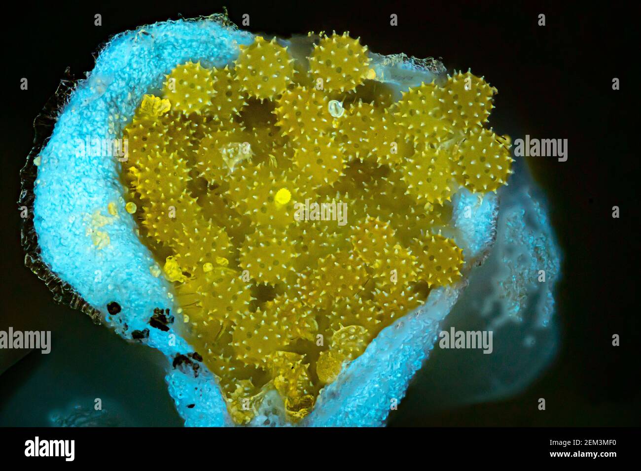 hibiscus (Hibiscus spec.), pollen of hibiscus in the anther ...