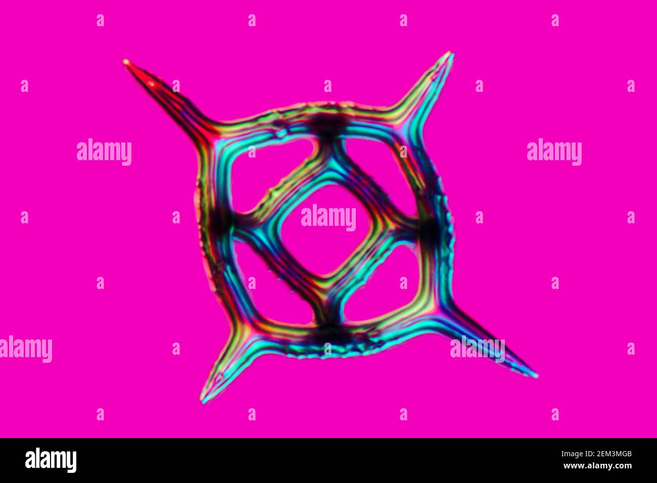 Silicoflagellate (Dictyocha spec.), Dictyocha aus Dunkirkin, Maryland ...