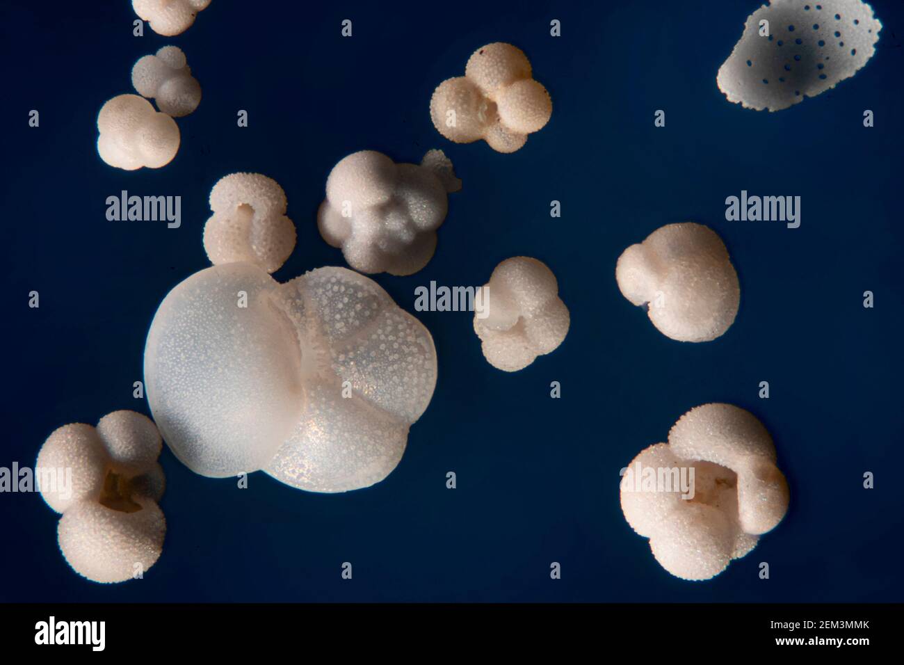 Protist protists hi-res stock photography and images - Alamy