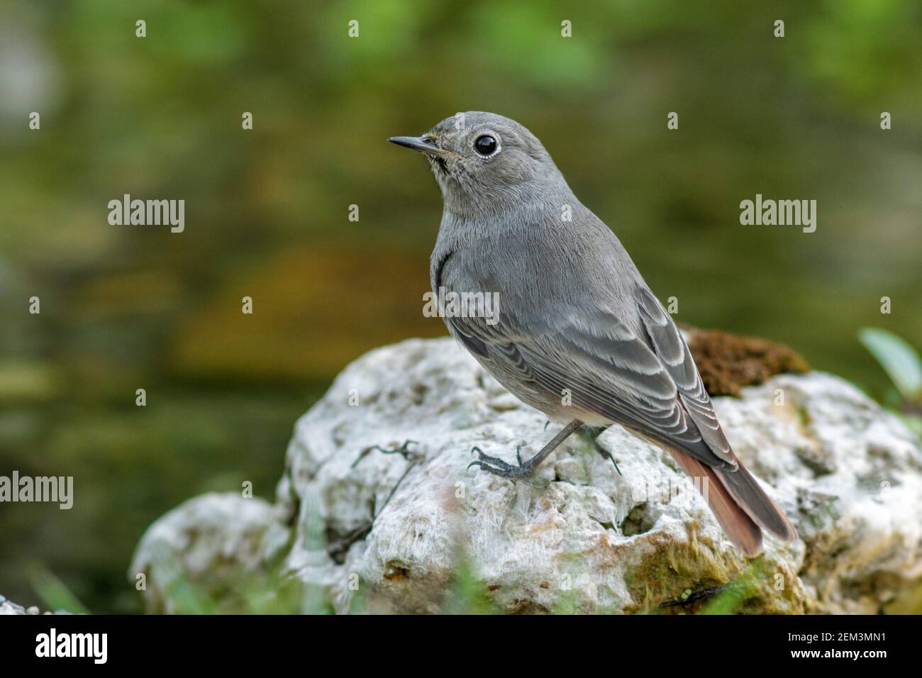 black redstart (Phoenicurus ochruros), female perching on a stone ...