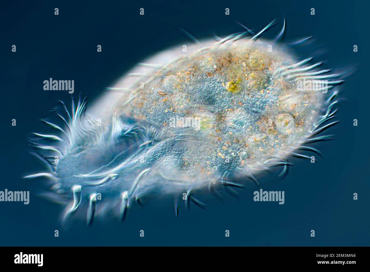 ciliates (Hypotrichia, Australocirrus), differential interference ...