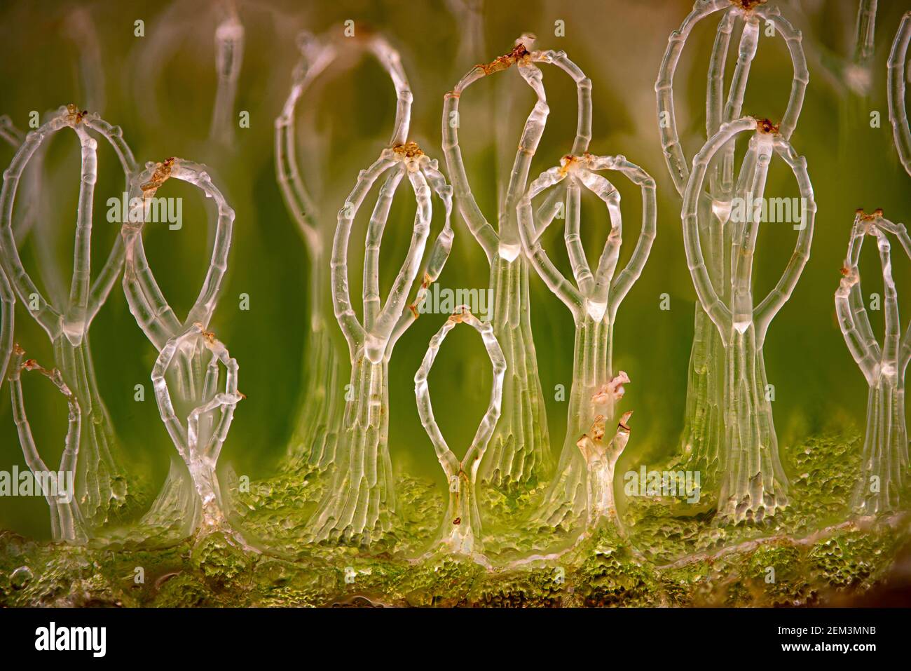 giant salvinia kariba weed (Salvinia molesta), hairs on upper side of a ...