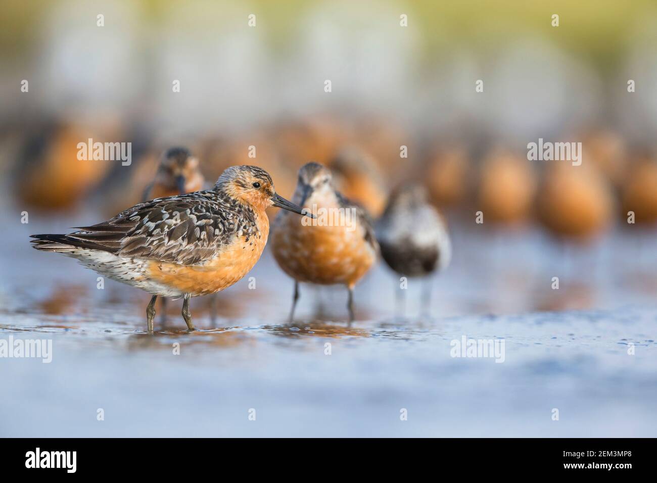red knot (Calidris canutus), Adults in shallow water, Germany Stock ...