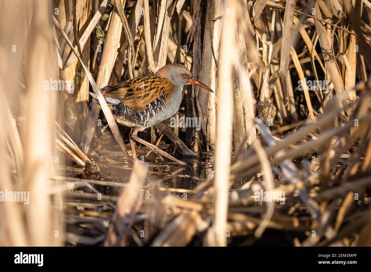 The water rail, a grey and brown bird with long red beak, wading in ...