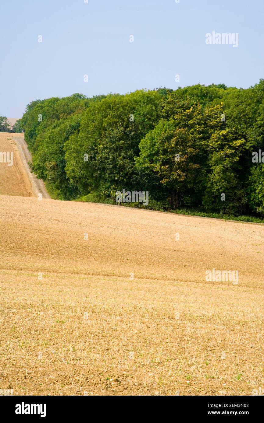 Undulating wheat fields hi-res stock photography and images - Alamy