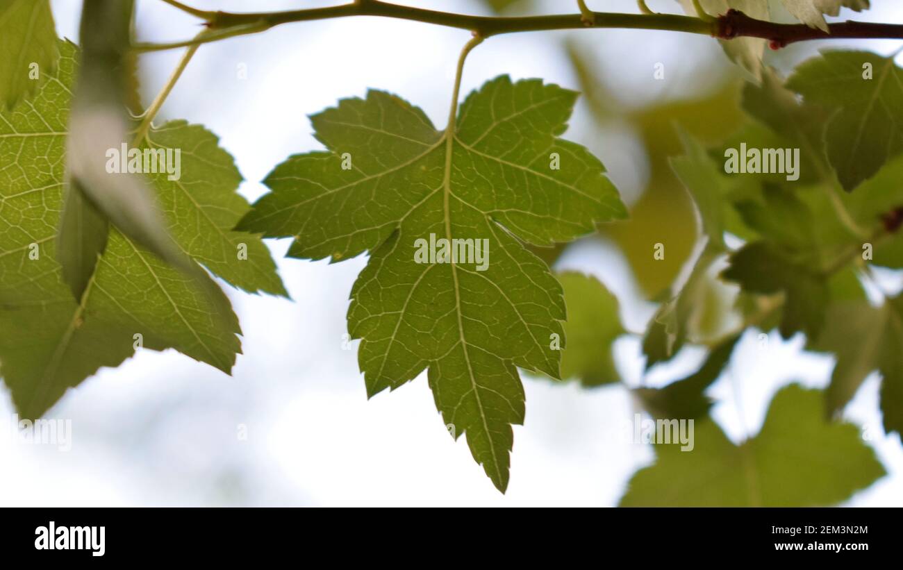 Backlit Five Point Leaf With Soft Light Stock Photo - Alamy