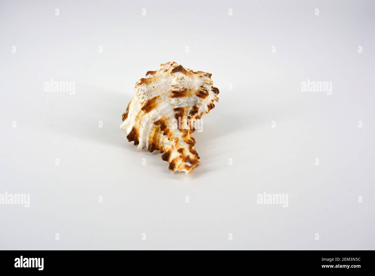 A beautiful and graceful marine, white ocean shell with brown dots ...