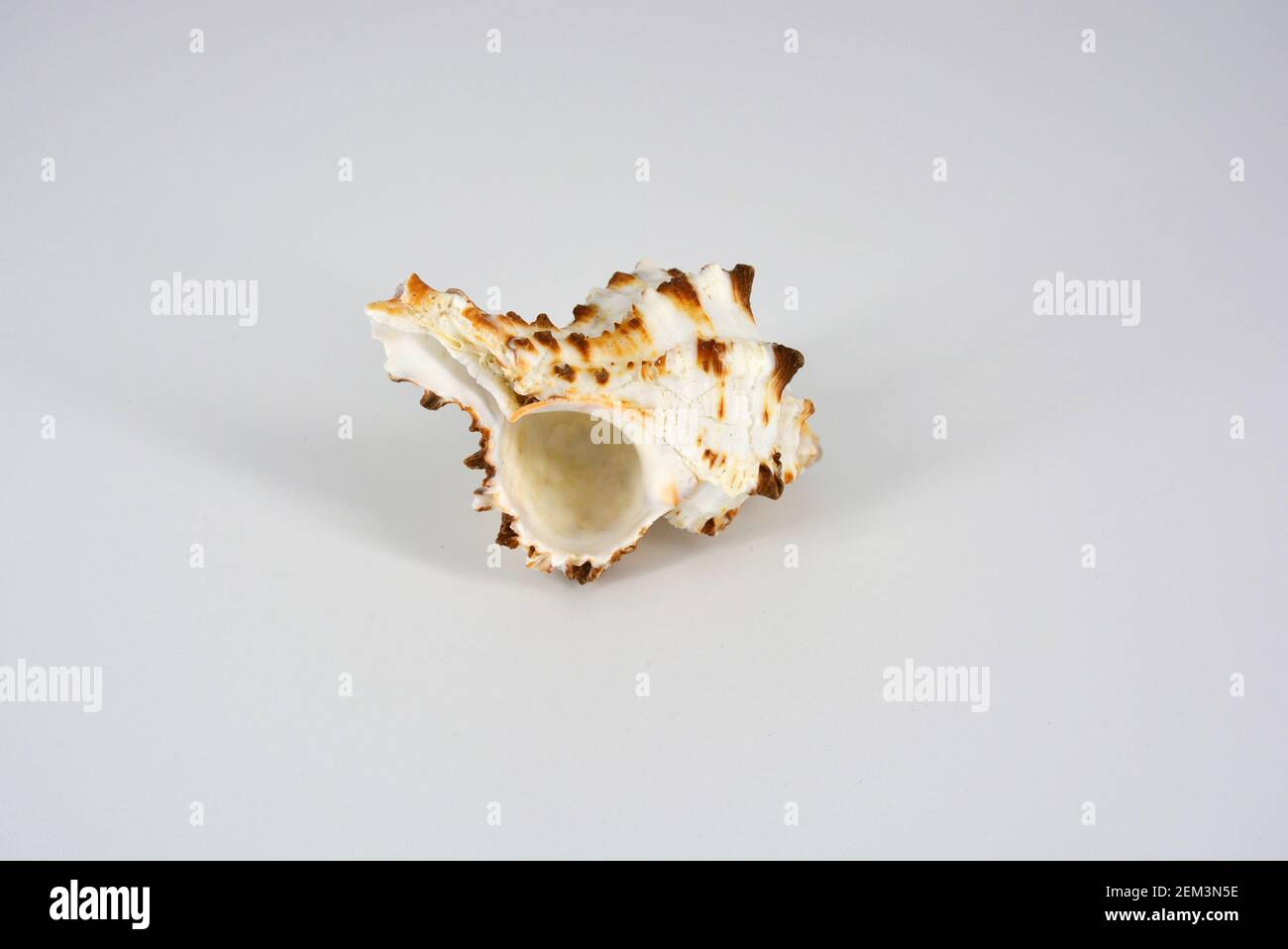 A beautiful and graceful marine, white ocean shell with brown dots ...