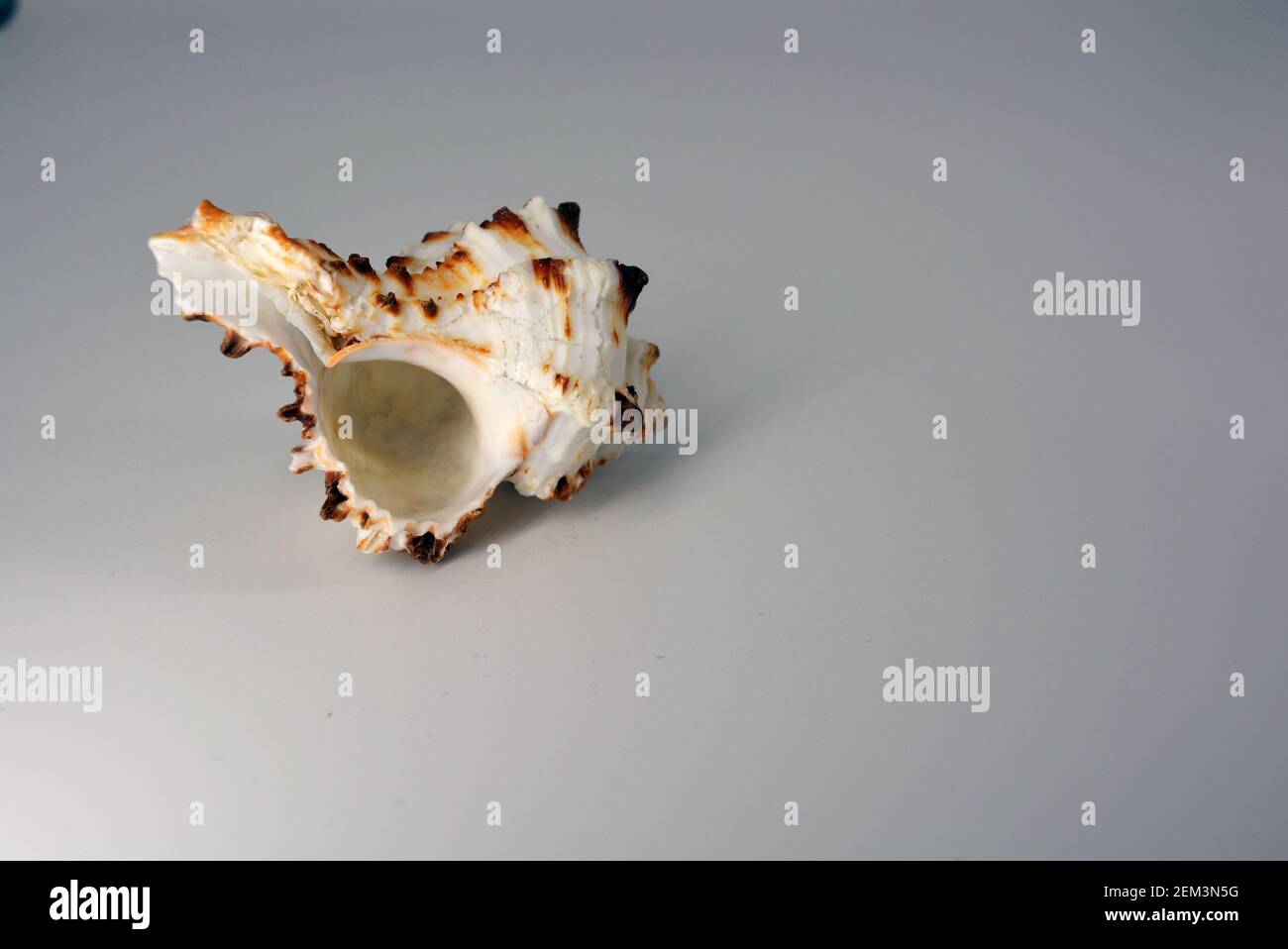 A beautiful and graceful marine, white ocean shell with brown dots ...