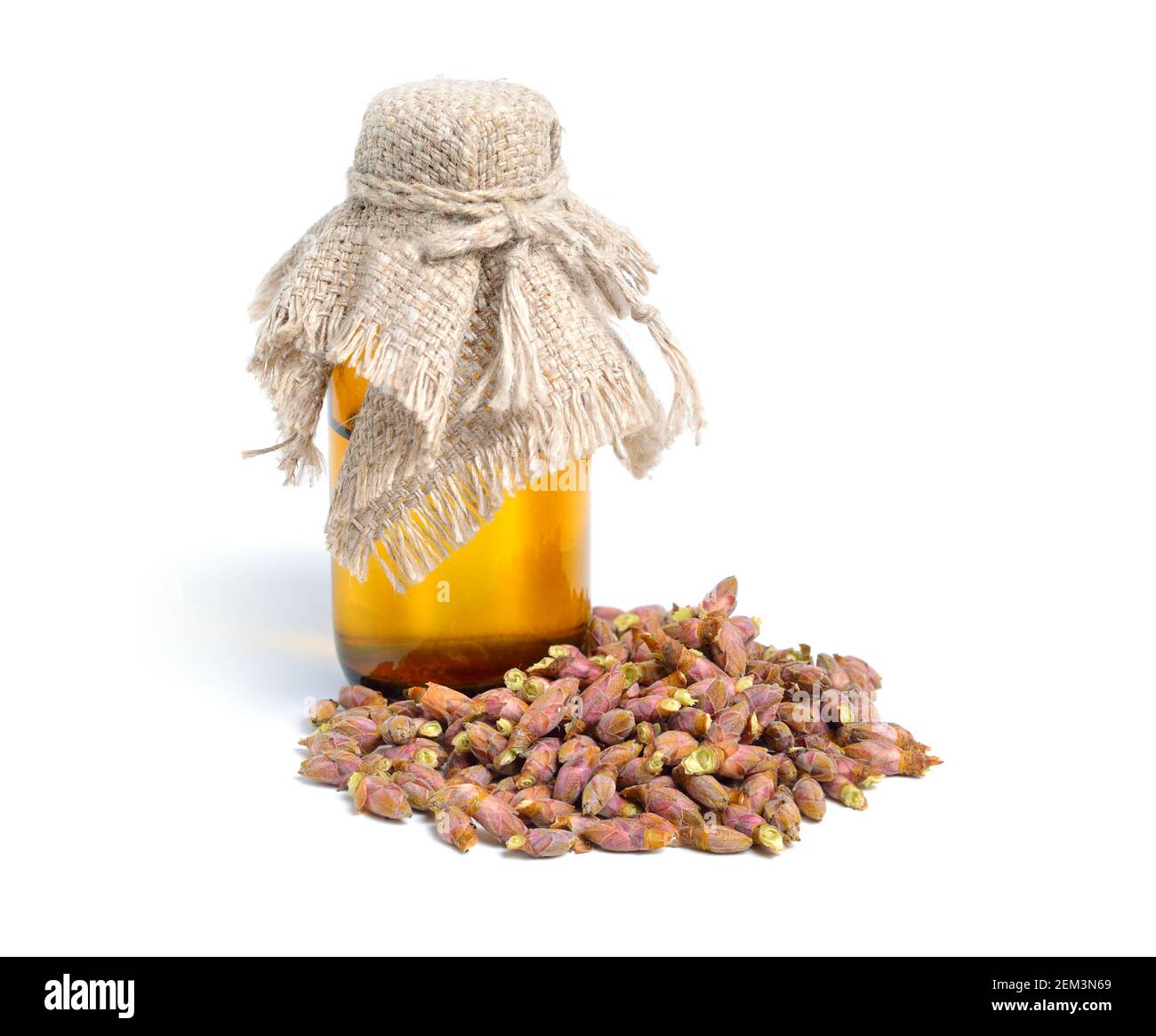 Black currant buds. Isolated on white background Stock Photo - Alamy