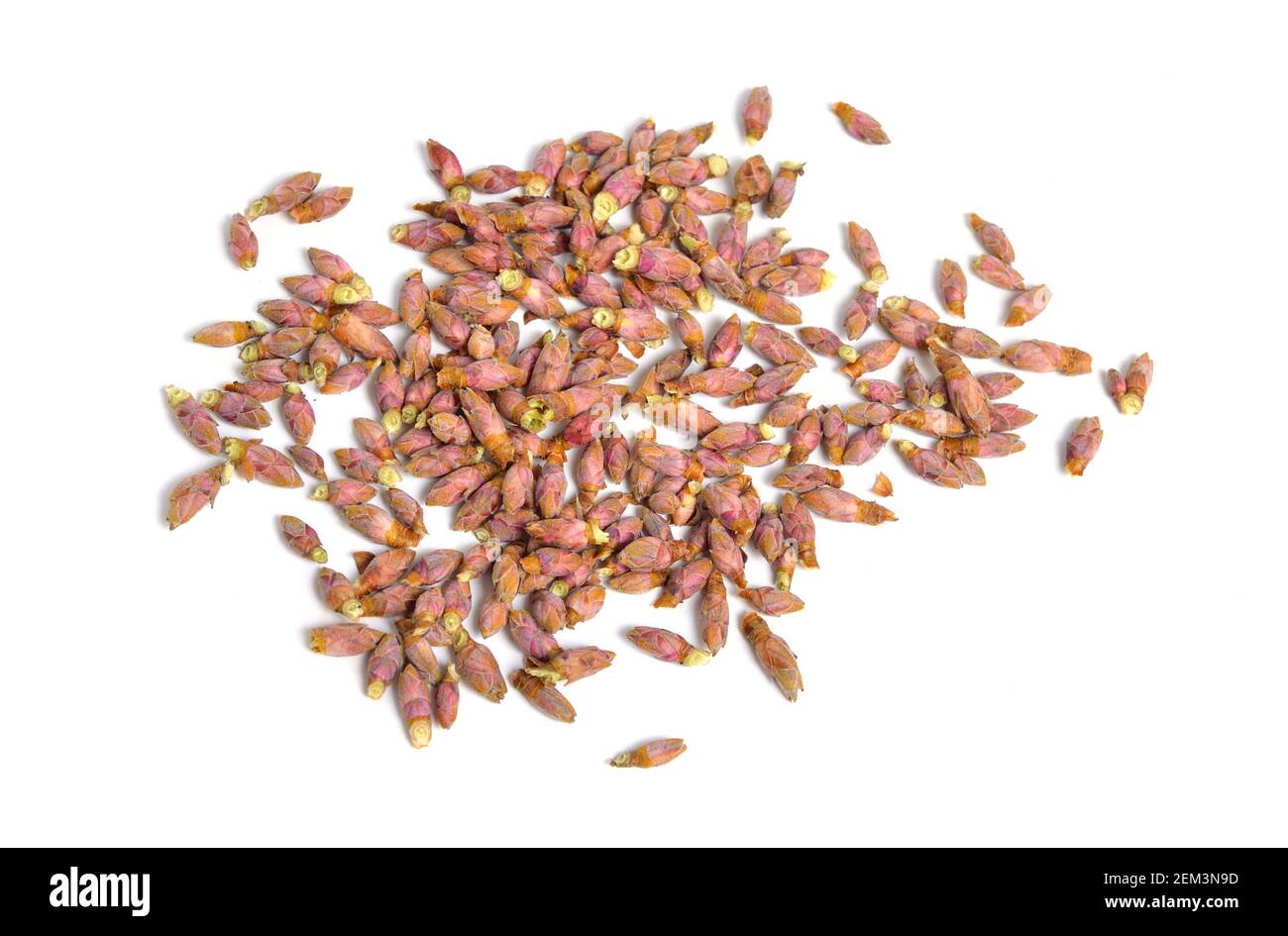 Black currant buds. Isolated on white background Stock Photo - Alamy