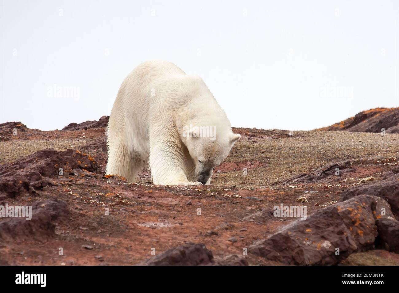 polar bear, Ursus maritimus, single animal feeding on seal carcass ...