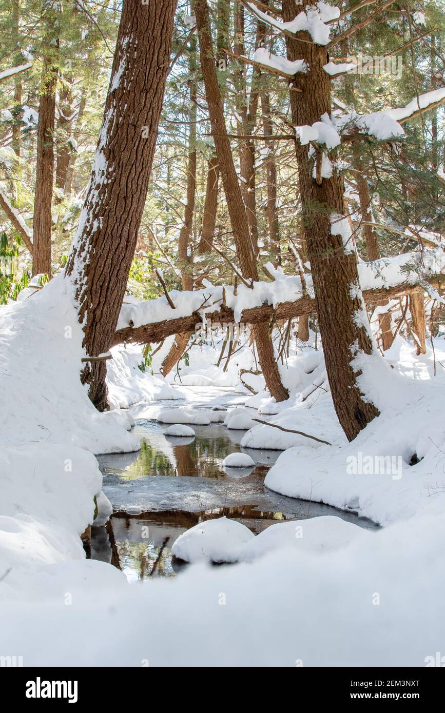 Eastern Hemlock High Resolution Stock Photography and Images - Alamy