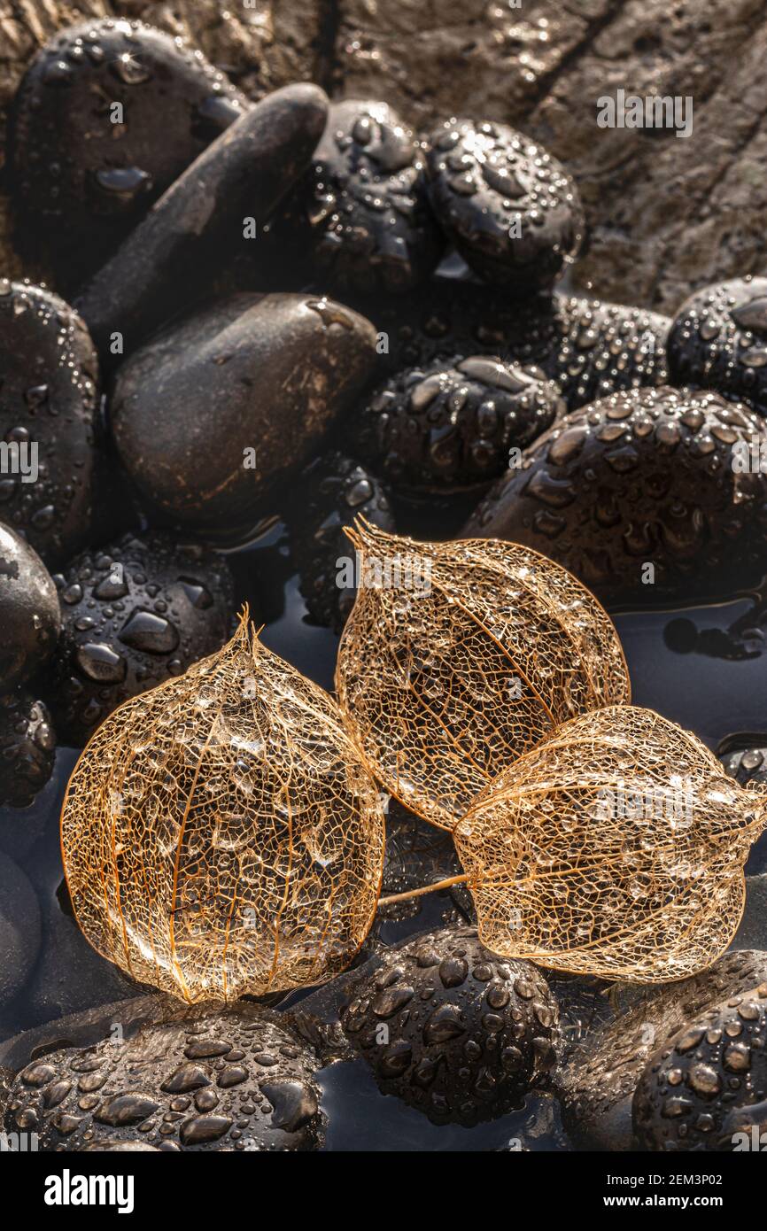 the empty shell of the lantern flower Stock Photo - Alamy