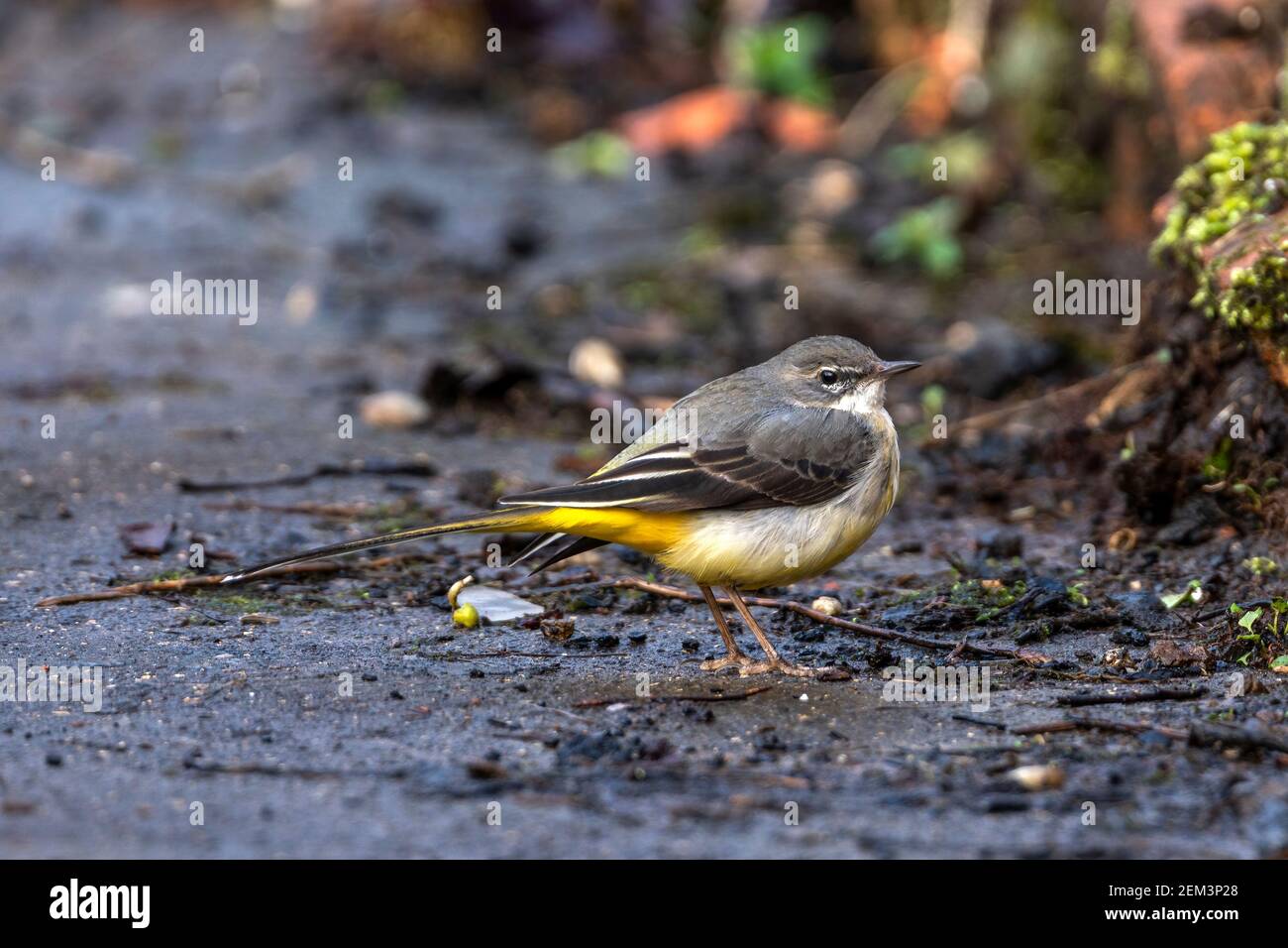 Insect eating bird hi-res stock photography and images - Alamy