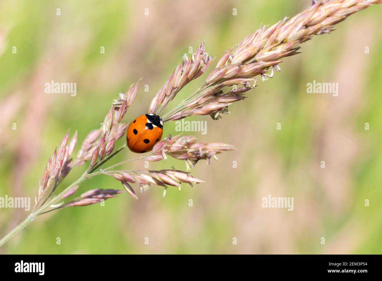 Bright coloured beetle hi-res stock photography and images - Alamy