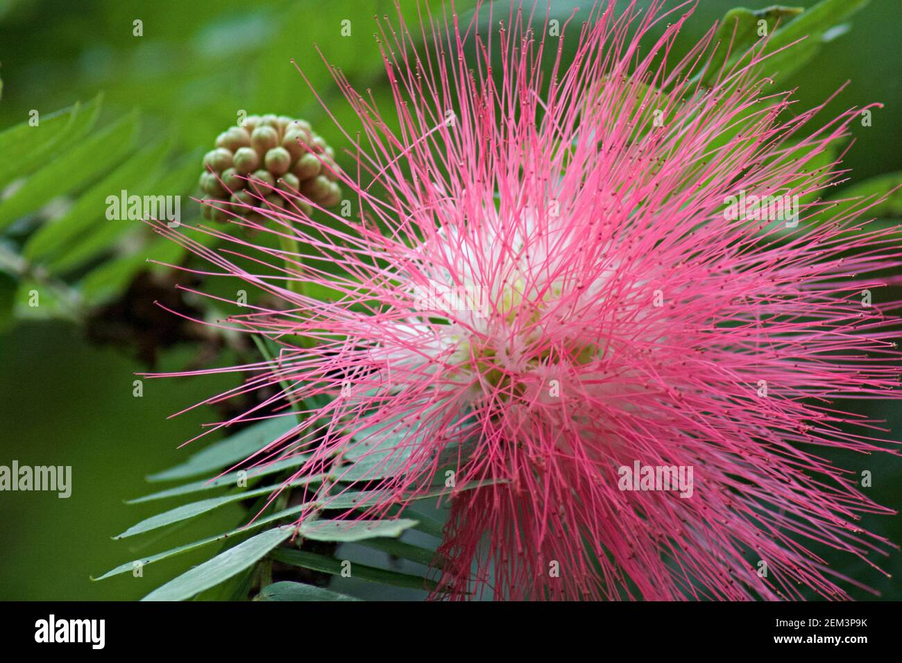 Calliandra Surinamensis