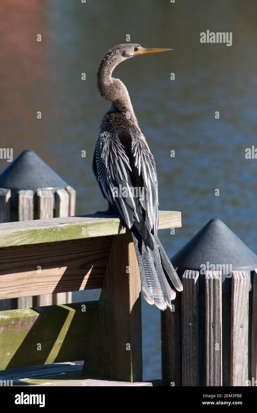 Long neck bird hi-res stock photography and images - Alamy