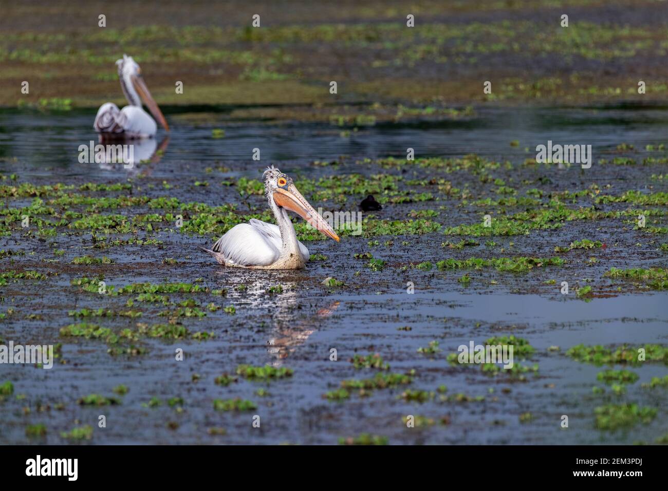 Two spot-billed pelican (Pelecanus philippensis) also know as grey ...