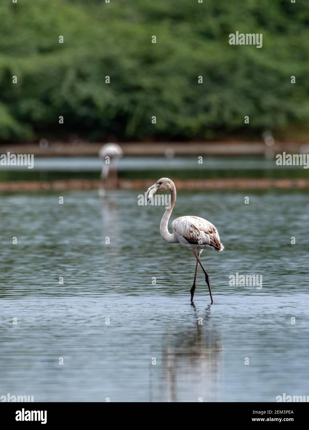 Juvenile falmingo hi-res stock photography and images - Alamy
