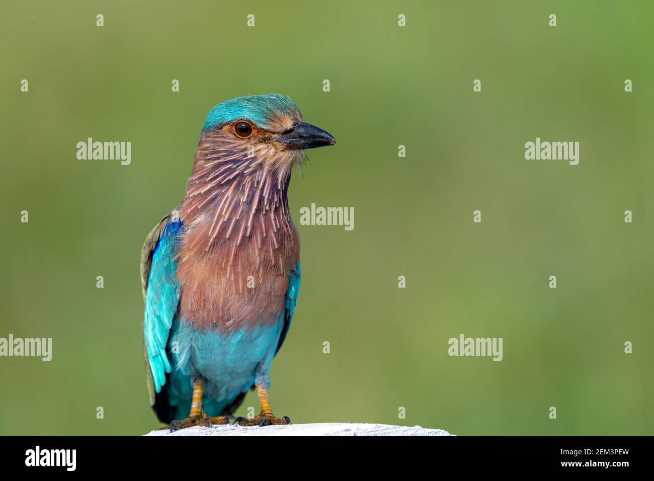 Indian roller flying hi-res stock photography and images - Alamy