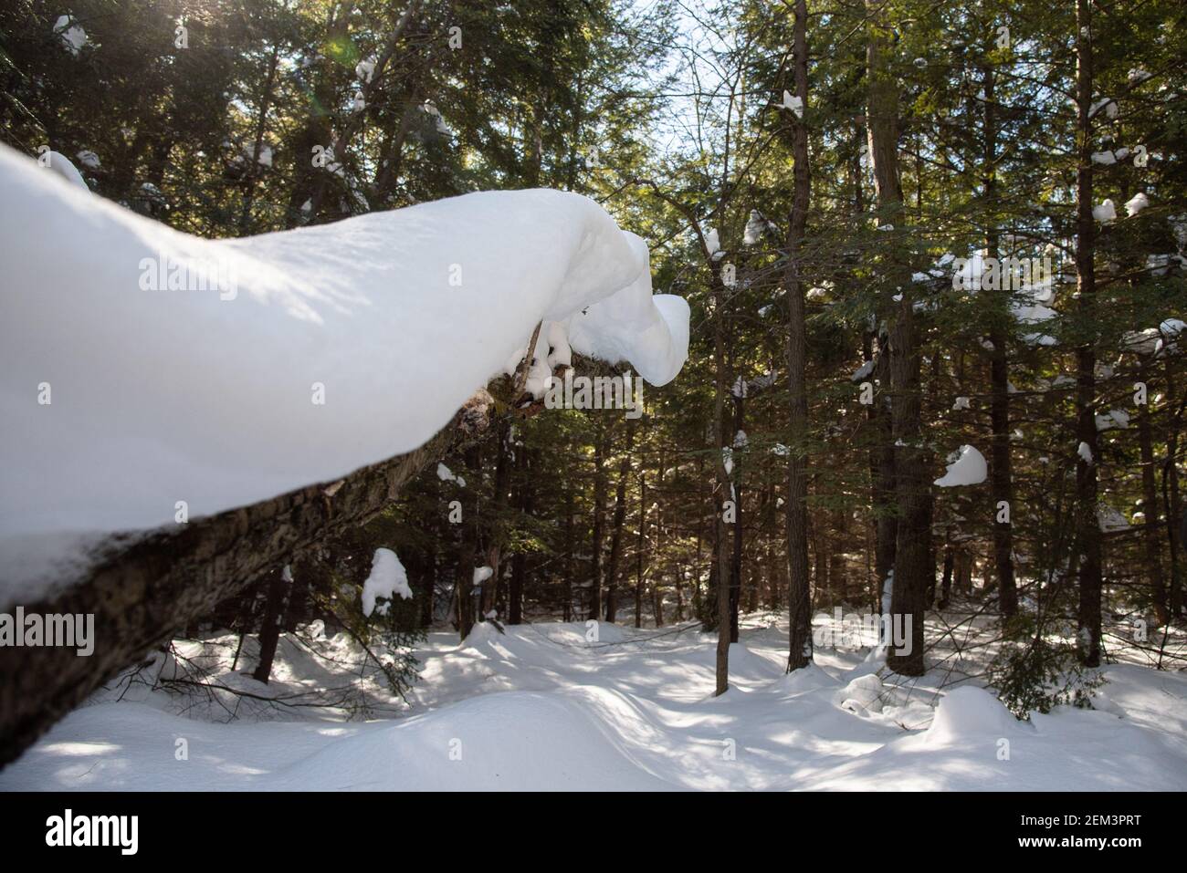 Dead tree limb hi-res stock photography and images - Alamy